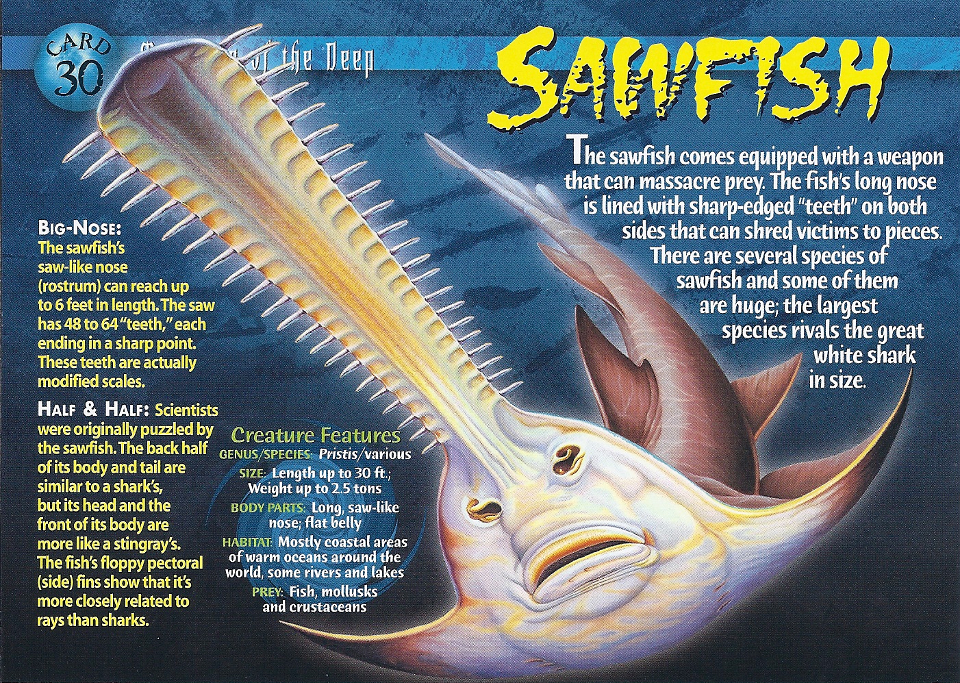 Sawfish | Weird n' Wild Creatures Wiki | Fandom