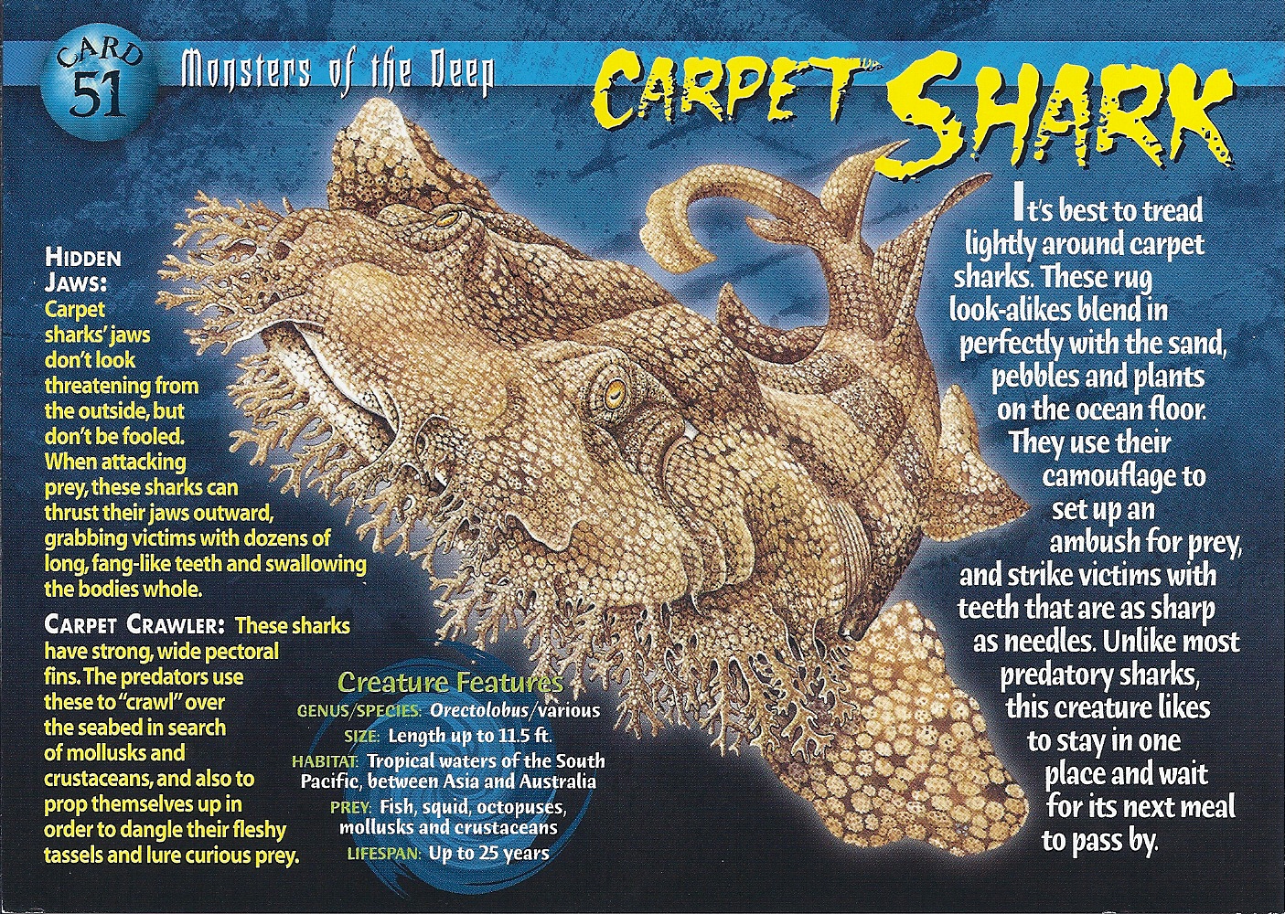 Carpet Shark | Weird n' Wild Creatures Wiki | FANDOM powered by Wikia Carpet Shark | Weird n' Wild Creatures Wiki | FANDOM powered by Wikia