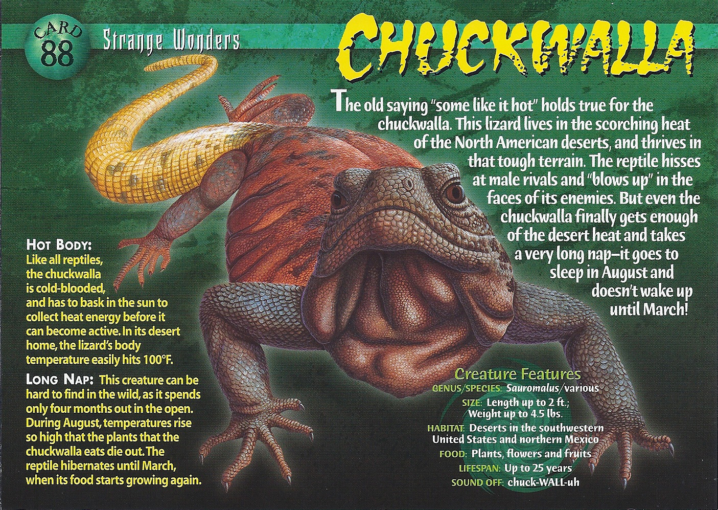 Chuckwalla | Weird n' Wild Creatures Wiki | Fandom Chuckwalla | Weird n' Wild Creatures Wiki | Fandom
