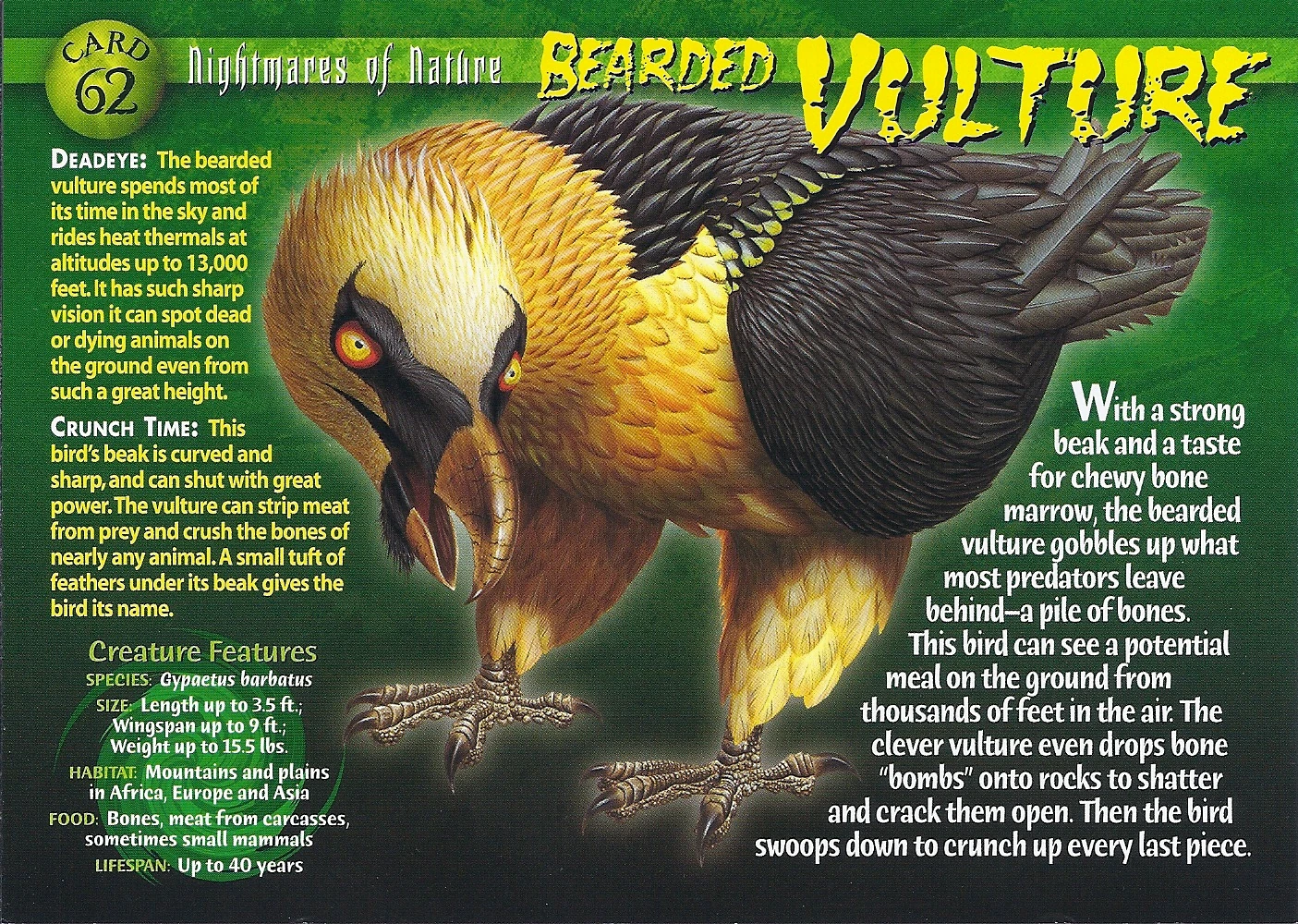 Bearded Vulture | Weird n' Wild Creatures Wiki | FANDOM powered by Wikia