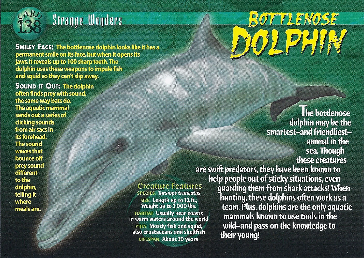 Bottlenose Dolphin | Weird n' Wild Creatures Wiki | Fandom