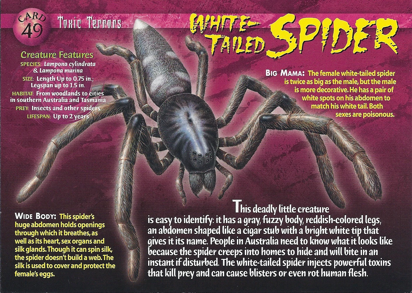White-Tailed Spider | Weird n' Wild Creatures Wiki | Fandom