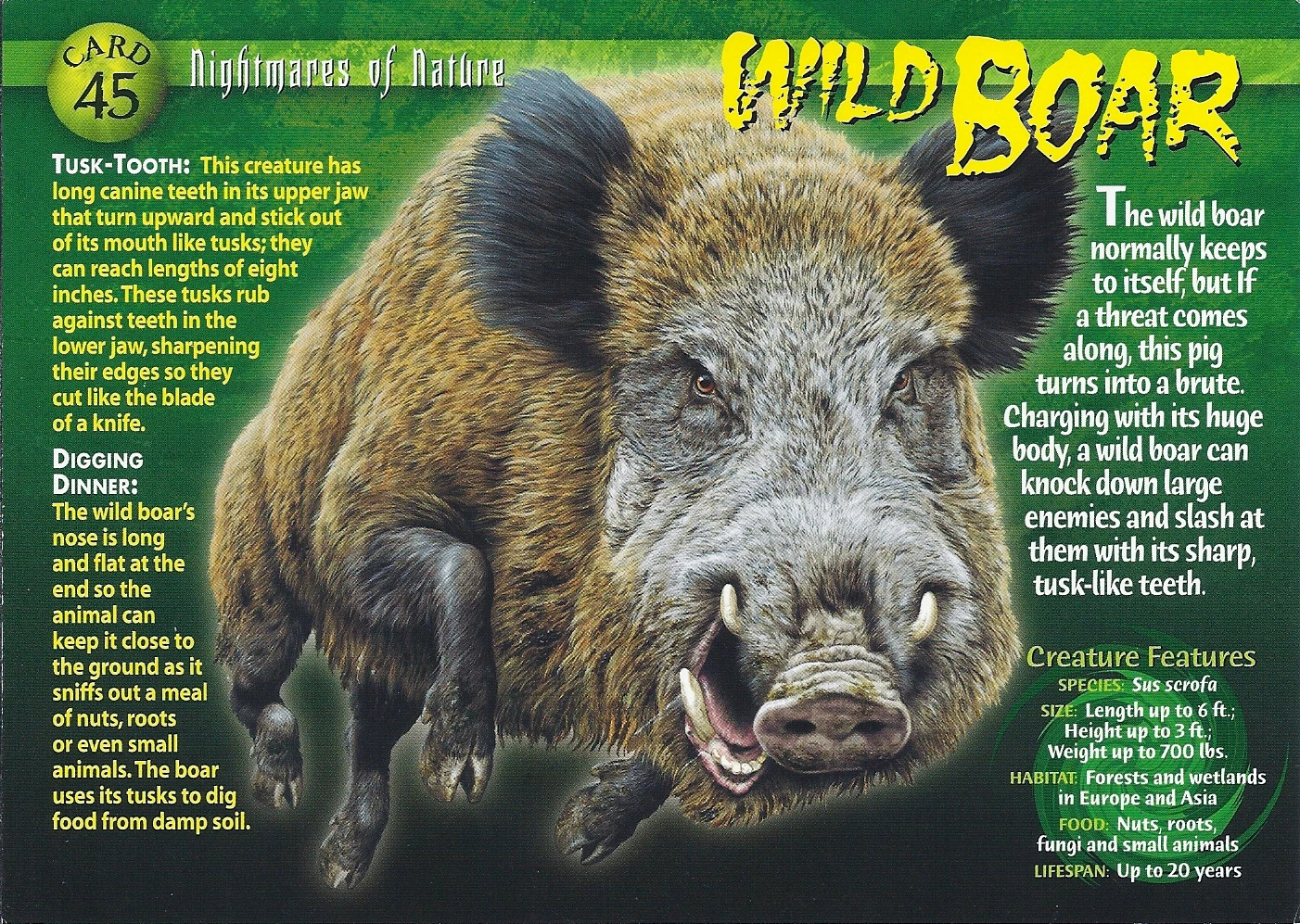 Wild Boar | Weird n' Wild Creatures Wiki | Fandom