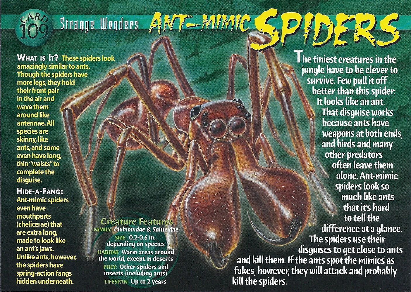 Ant-Mimic Spiders | Weird n' Wild Creatures Wiki | FANDOM powered by Wikia