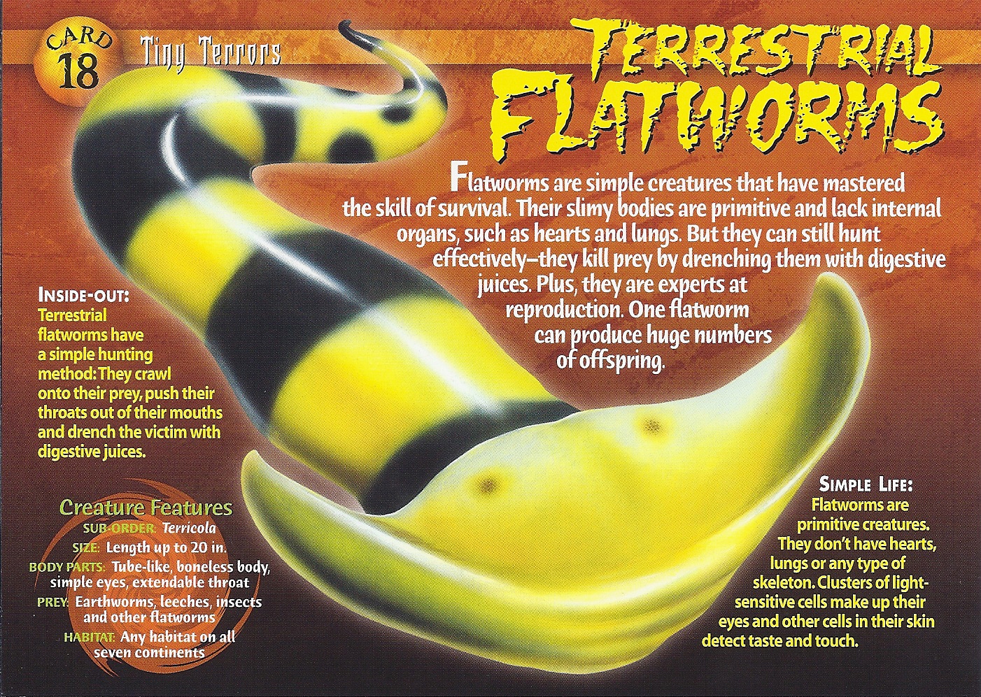 Terrestrial Flatworms Weird N Wild Creatures Wiki FANDOM Powered terrestrial-flatworms-weird-n-wild-creatures-wiki-fandom-powered