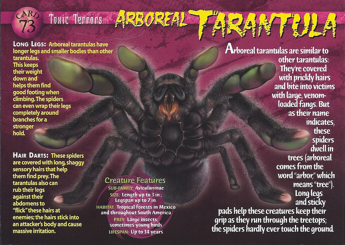 Arboreal Tarantula | Weird n' Wild Creatures Wiki | Fandom