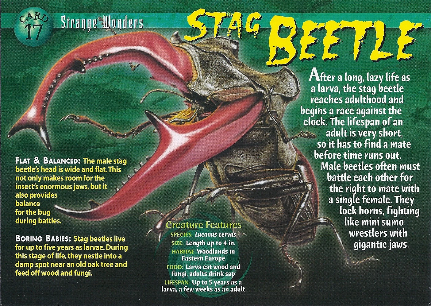 Stag Beetle | Weird n' Wild Creatures Wiki | Fandom