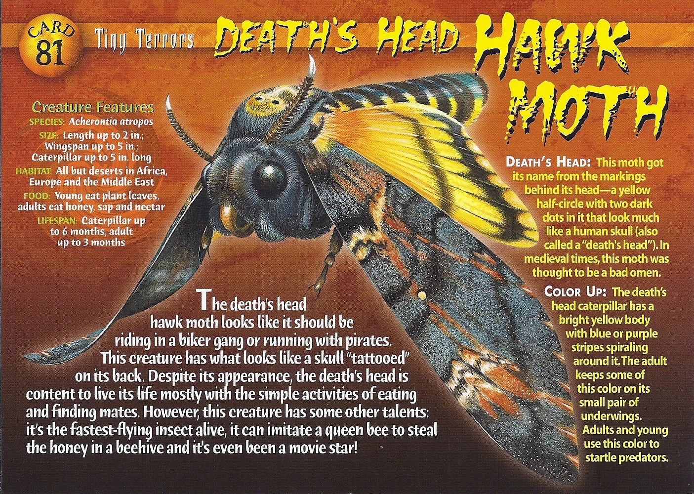 Death's Head Hawk Moth | Weird n' Wild Creatures Wiki | Fandom