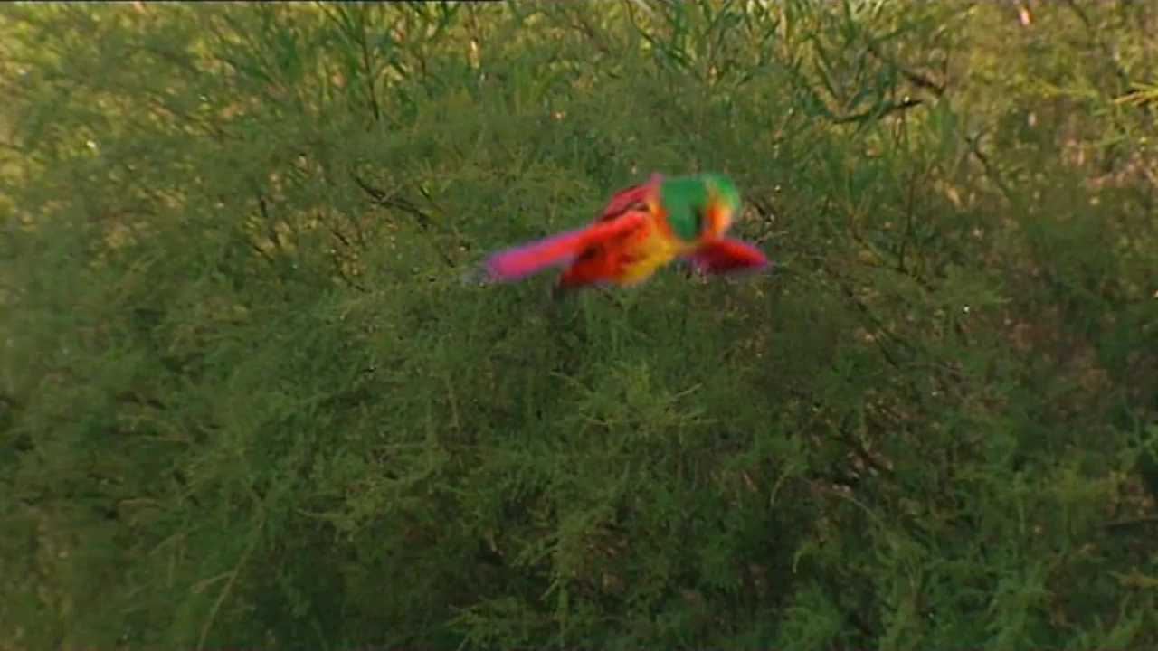 Bird | Wigglepedia | Fandom