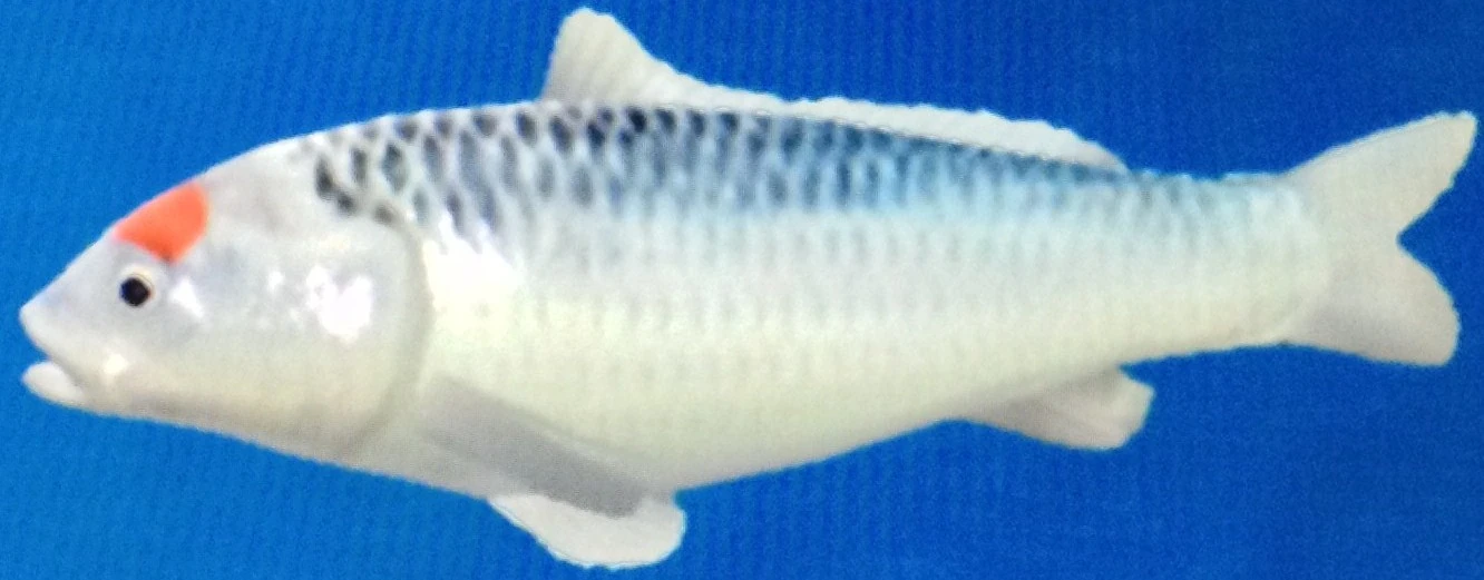 Tancho Koi | Wii Fishing Resort Wiki | FANDOM powered by Wikia