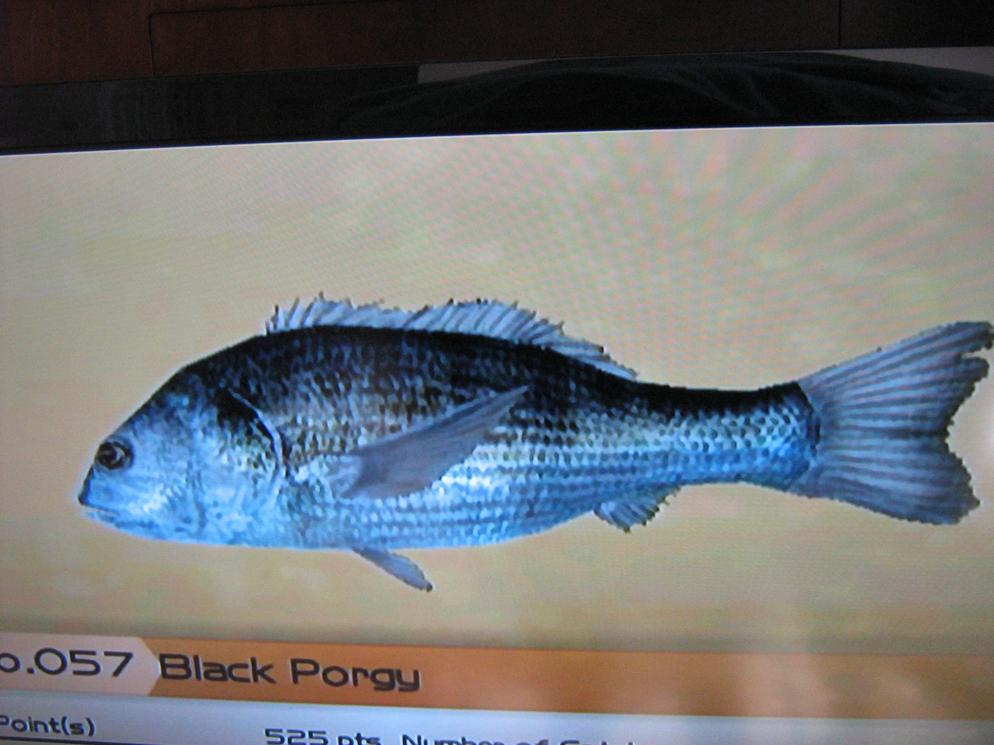 Black Porgy | Wii Fishing Resort Wiki | FANDOM powered by Wikia