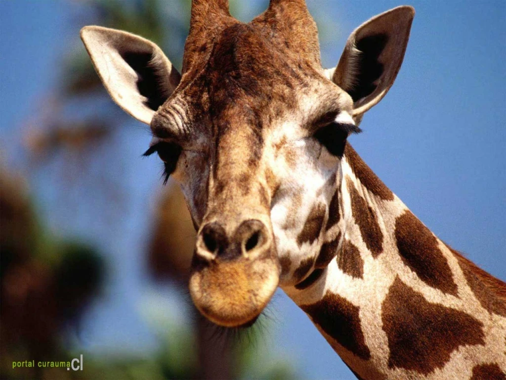 Jirafa | Wikia Wiki animales | FANDOM powered by Wikia