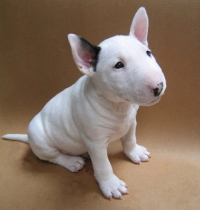 Bull Terrier | Wiki Wiki periitos | FANDOM powered by Wikia