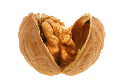 Image - Nutshell.png | The Wiki Channel Wiki | FANDOM powered by Wikia