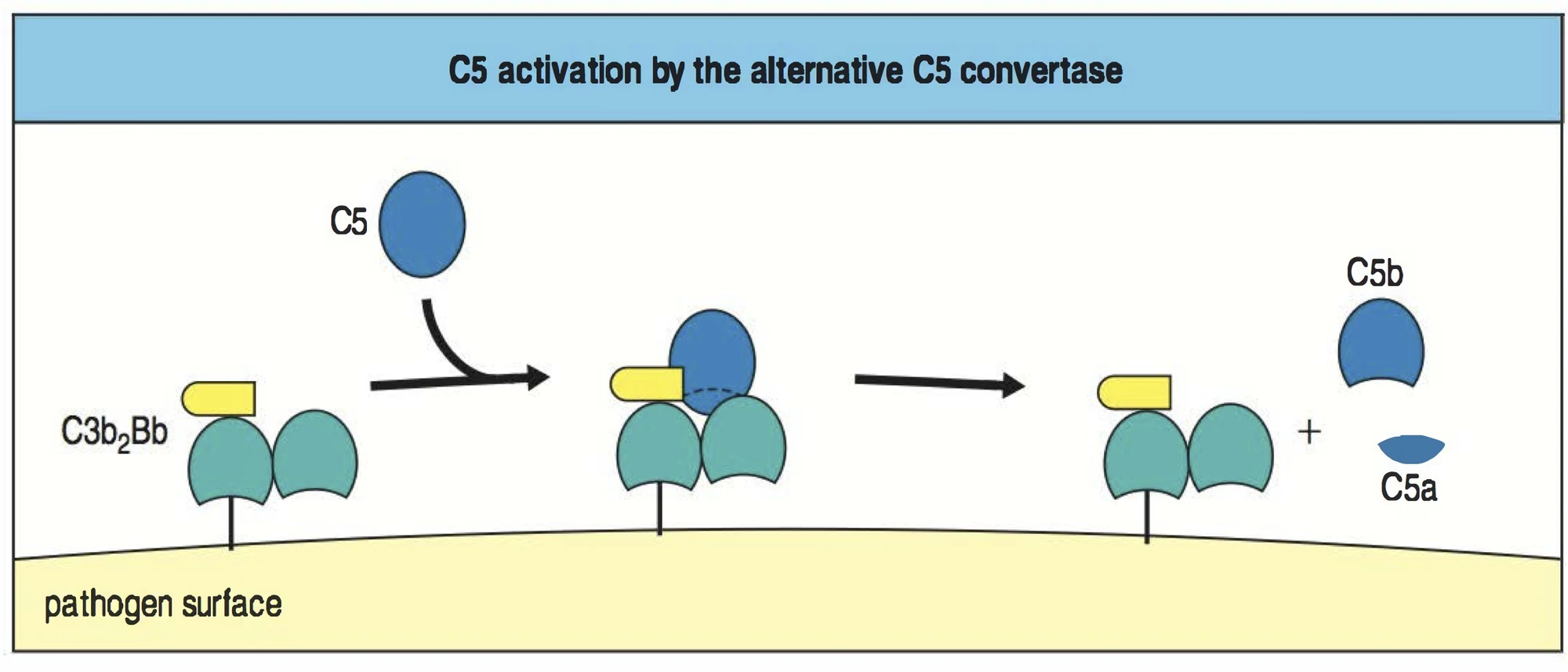 Image - C5 convertase.jpg | Wikige Wiki | FANDOM powered by Wikia
