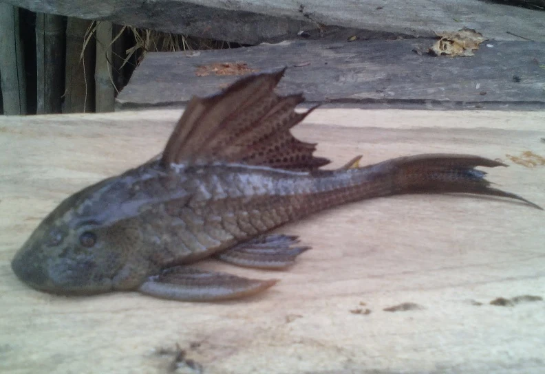 FAUNA | Wikimani Wiki | Fandom