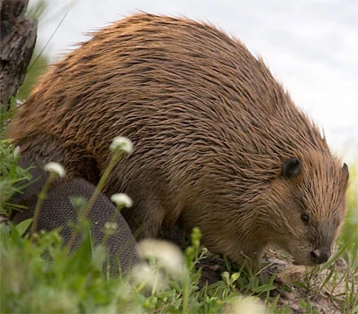 Beaver | Wikratts, the Wild Kratts Wiki | Fandom