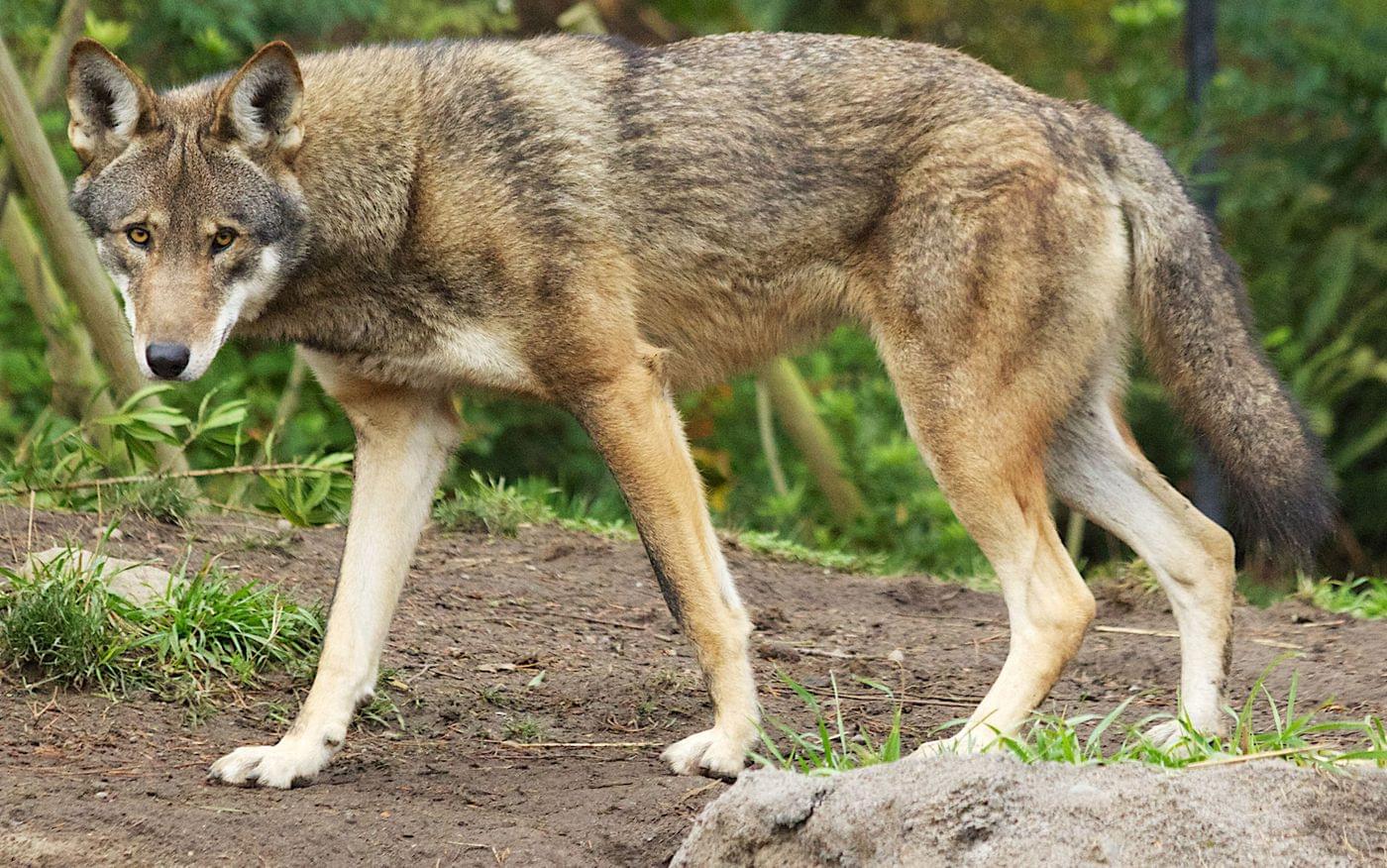 Red Wolf | Wild America Wiki | Fandom