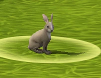 Rabbit | WildCraft Wiki | Fandom