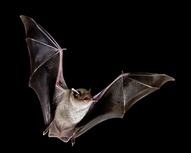 Little Brown Bat | Wild Kratts Wiki | Fandom