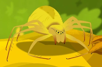 Goldenrod Crab Spider | Wild Kratts Wiki | Fandom