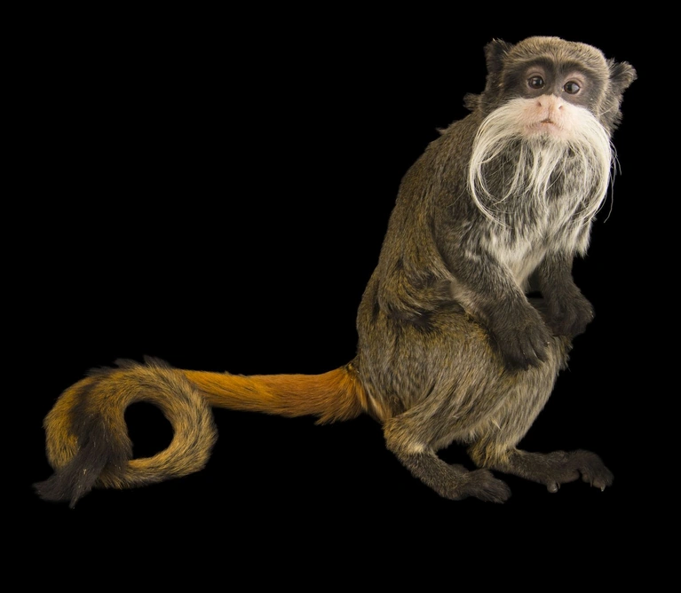 Emperor Tamarin | Wild Kratts Wiki | Fandom