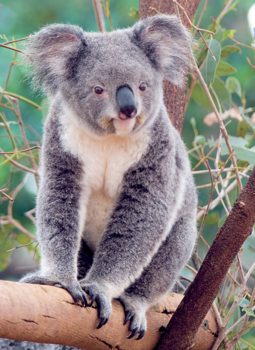 Koala | Wild Kratts Wiki | Fandom