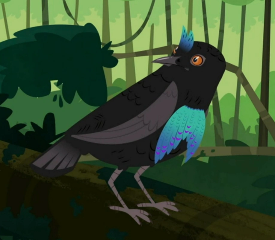 Superb Bird-of-paradise | Wild Kratts Wiki | Fandom