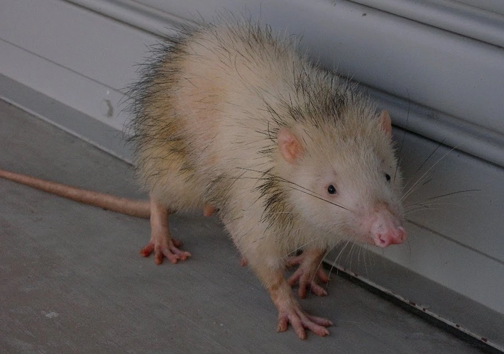 Moonrat | Wild Kratts Wiki | Fandom