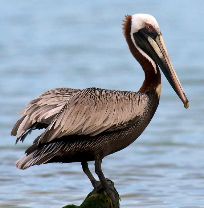 Brown Pelican | Wild Kratts Wiki | Fandom