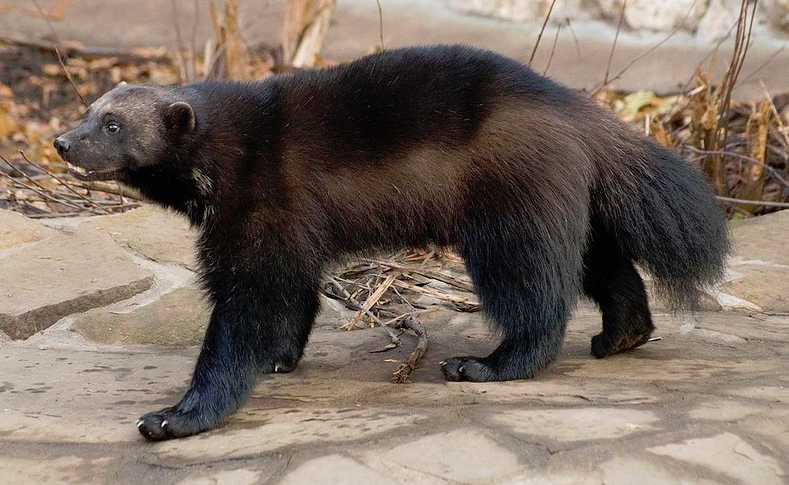 Wolverine | Wild Kratts Wiki | Fandom