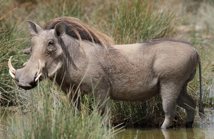 Warthog | Wild Kratts Wiki | Fandom