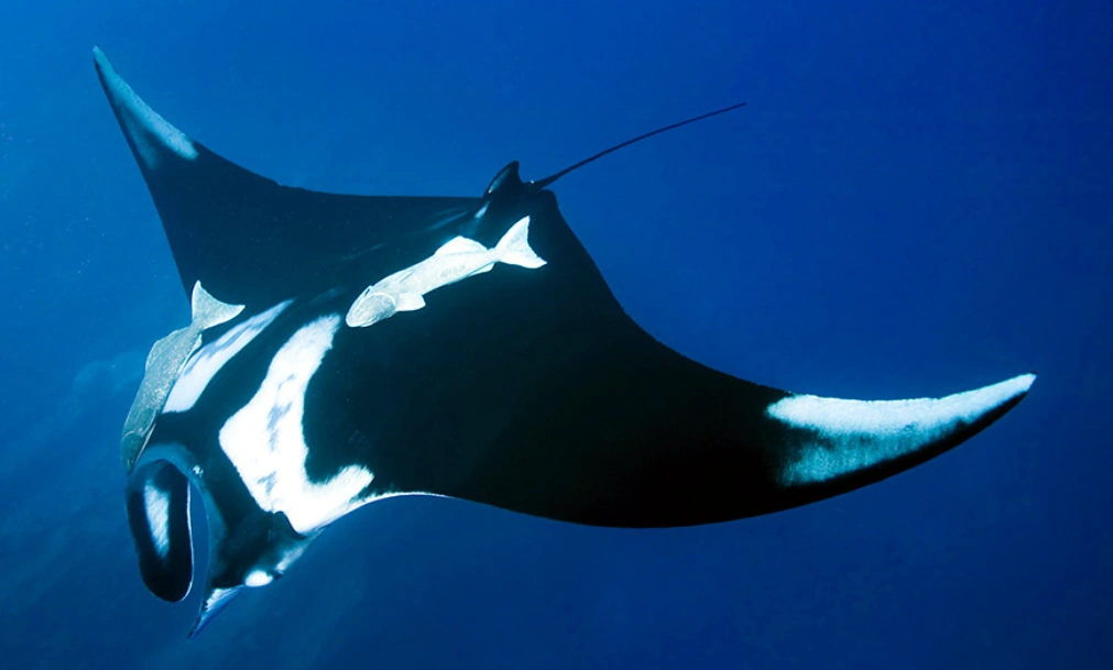 Giant Oceanic Manta Ray | Wild Kratts Wiki | Fandom