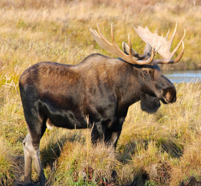 Moose | Wild Kratts Wiki | Fandom