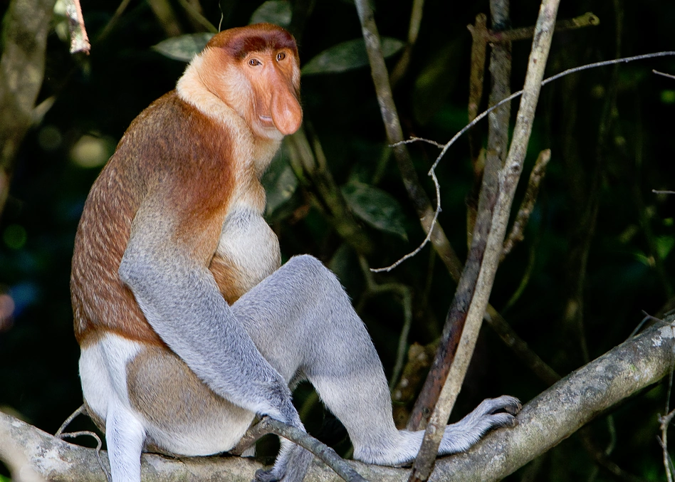Proboscis Monkey | Wild Kratts Wiki | Fandom