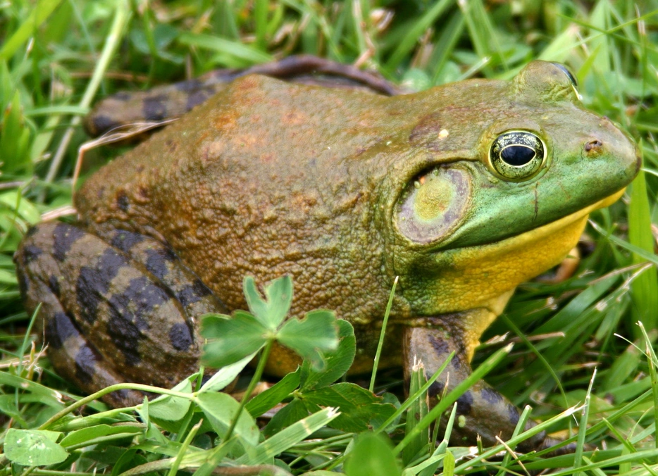 American Bullfrog | Wild Kratts Wiki | Fandom