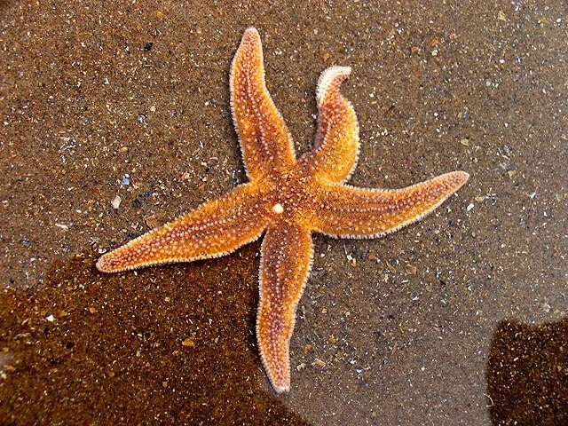 Starfish | Wild Kratts Wiki | Fandom