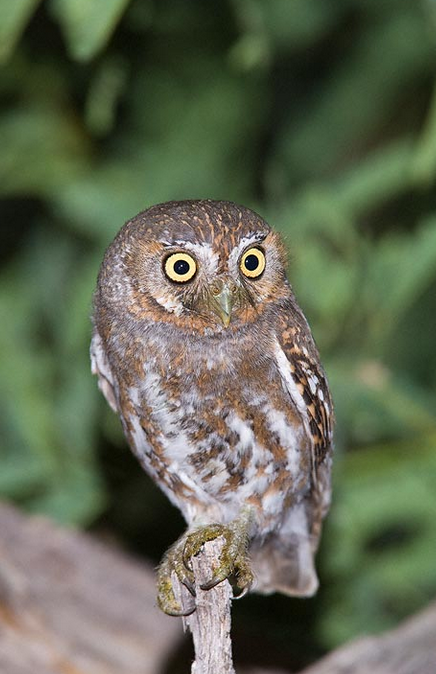 Elf Owl | Wild Kratts Wiki | Fandom