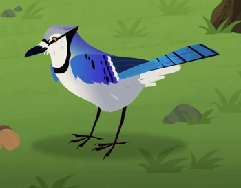 Blue Jay | Wild Kratts Wiki | Fandom