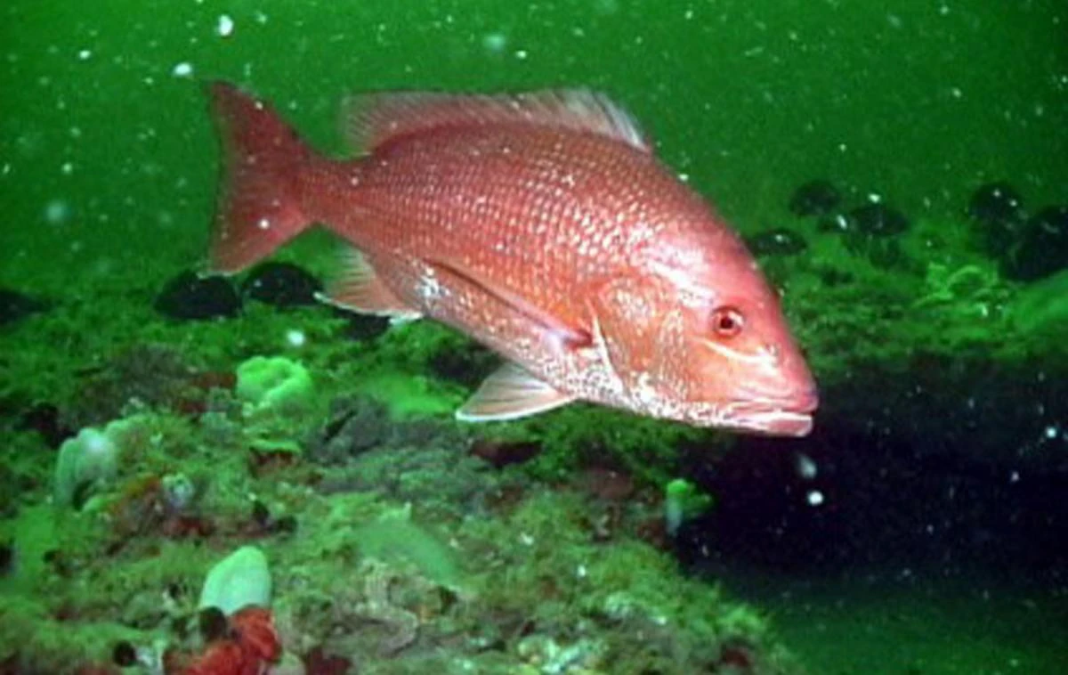Northern Red Snapper | Wild Kratts Wiki | Fandom