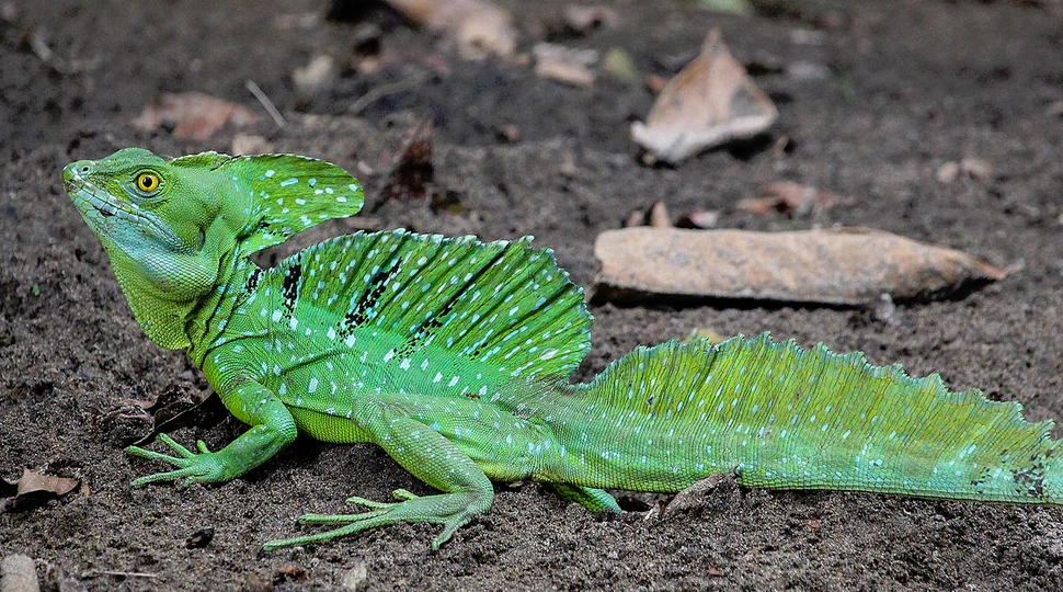 Plumed Basilisk | Wild Kratts Wiki | Fandom