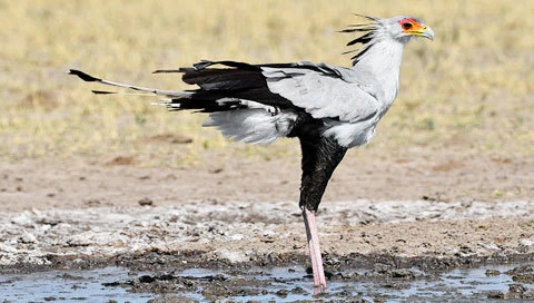Secretarybird | Wild Kratts Wiki | FANDOM powered by Wikia