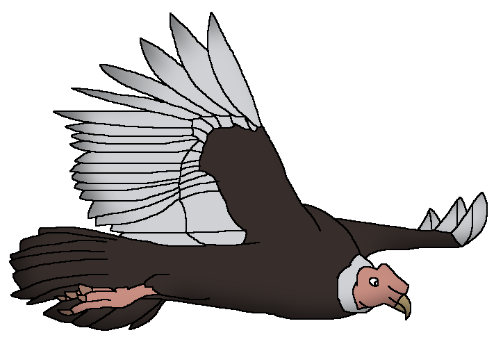 Andean Condor | Wildlife Animal Pedia Wiki | Fandom
