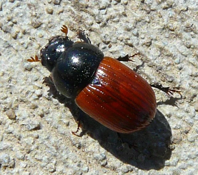 Aphodius fimetarius | Wildlife of Alberta Wiki | Fandom