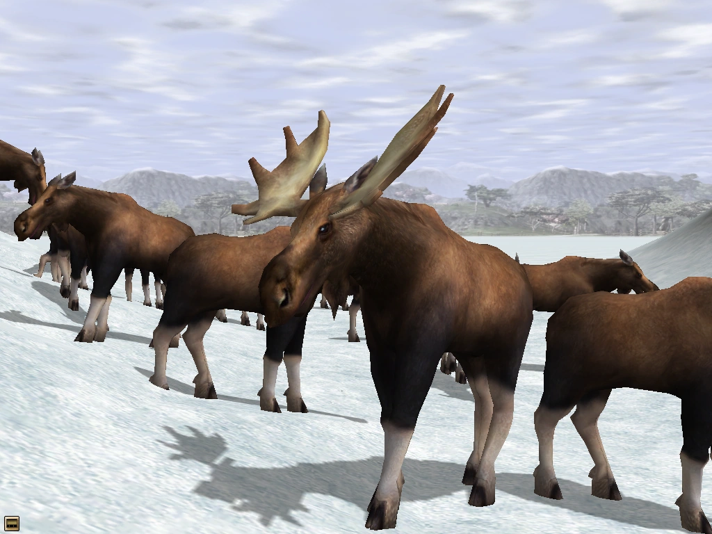 Moose | Wildlife Park 2 Wiki | FANDOM powered by Wikia