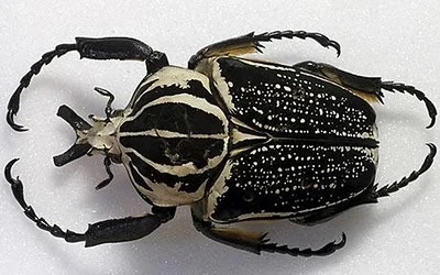 Royal Goliath Beetle | Animal Wiki | FANDOM powered by Wikia