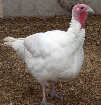 White Turkey | Animal Wiki | FANDOM powered by Wikia