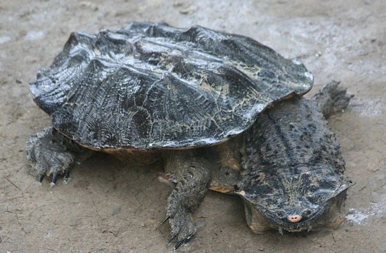 Matamata Turtle | Animal Wiki | FANDOM powered by Wikia