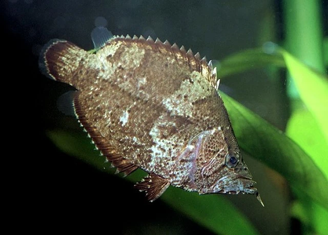 Amazon Leaf Fish | Animal Wiki | FANDOM powered by Wikia