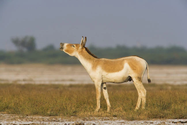 Onager | Animal Wiki | FANDOM powered by Wikia